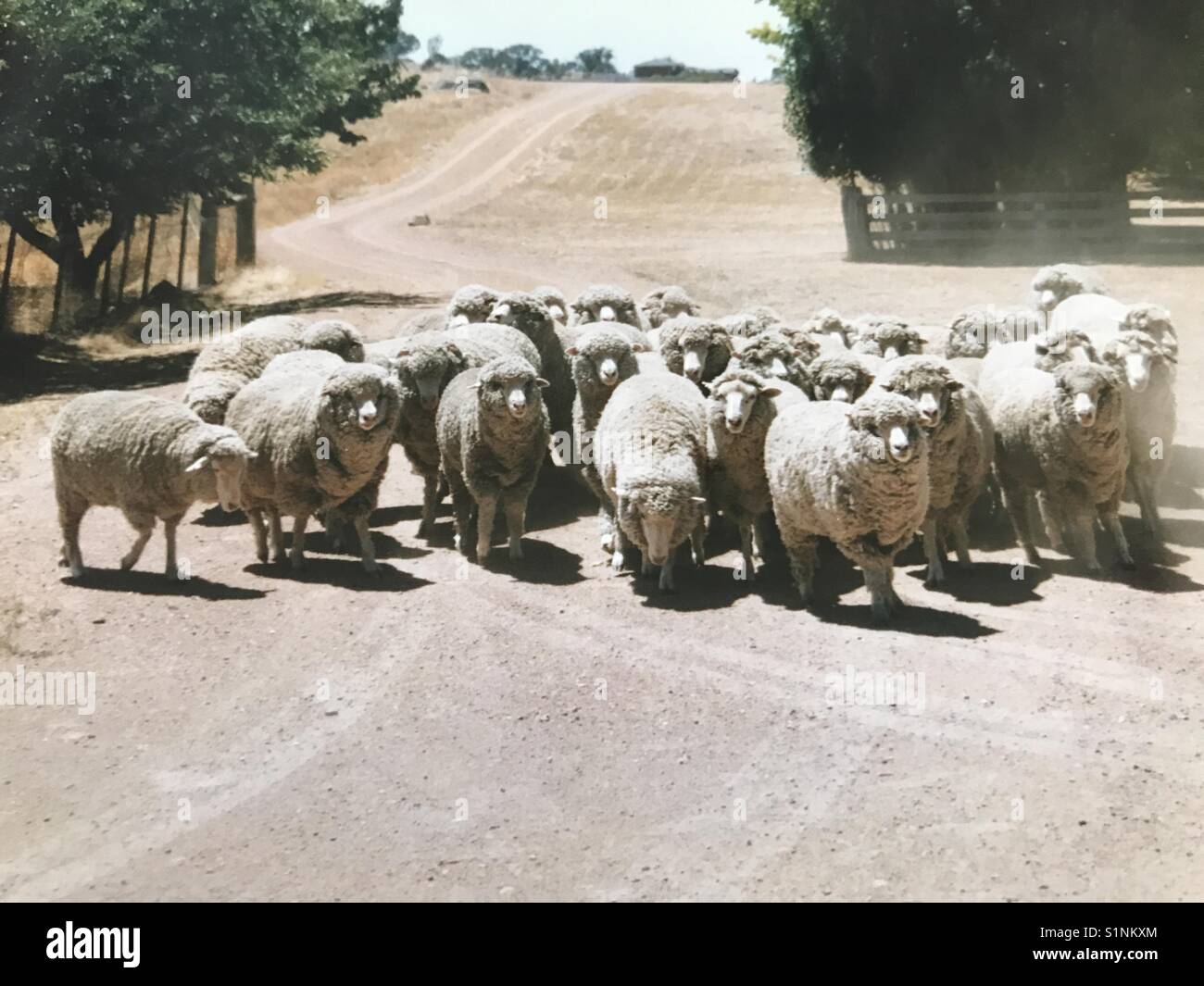 Australian sheep hi-res stock photography and images - Alamy