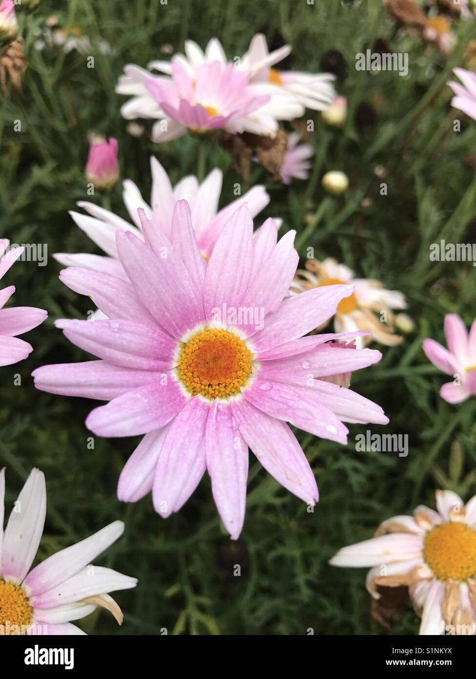 Cool climate hi-res stock photography and images - Alamy