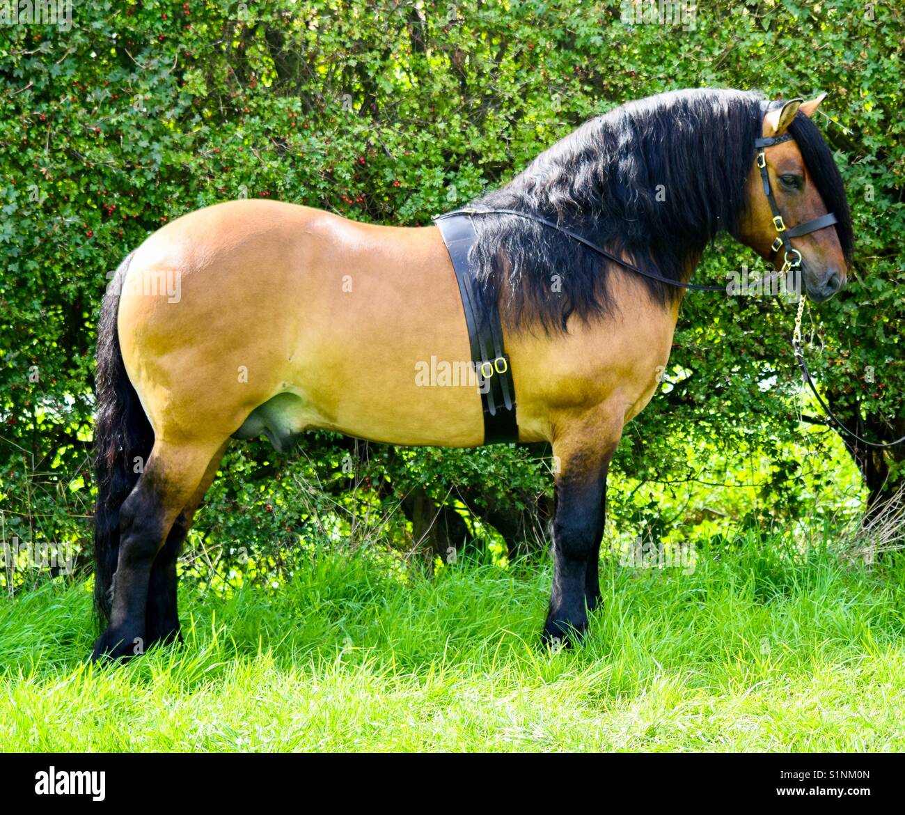 Highland pony stallion hi-res stock photography and images - Alamy