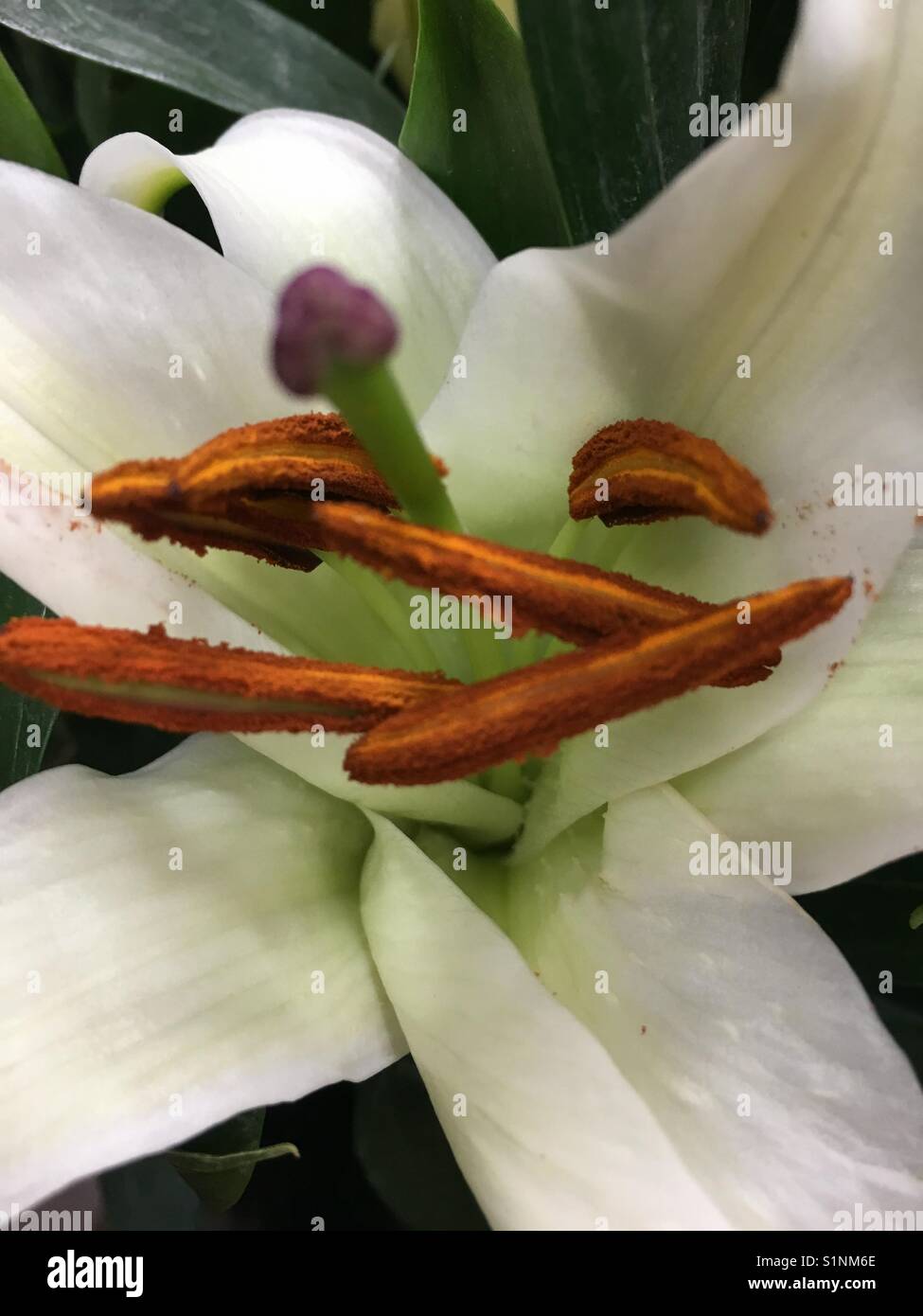 Dust pollen hi-res stock photography and images - Alamy