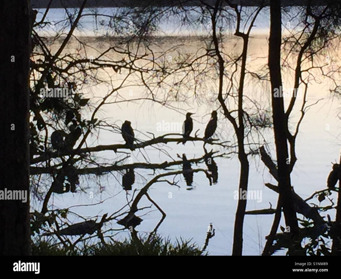 Birds on branch of tree over water in.a nature reserve in Sydney ...