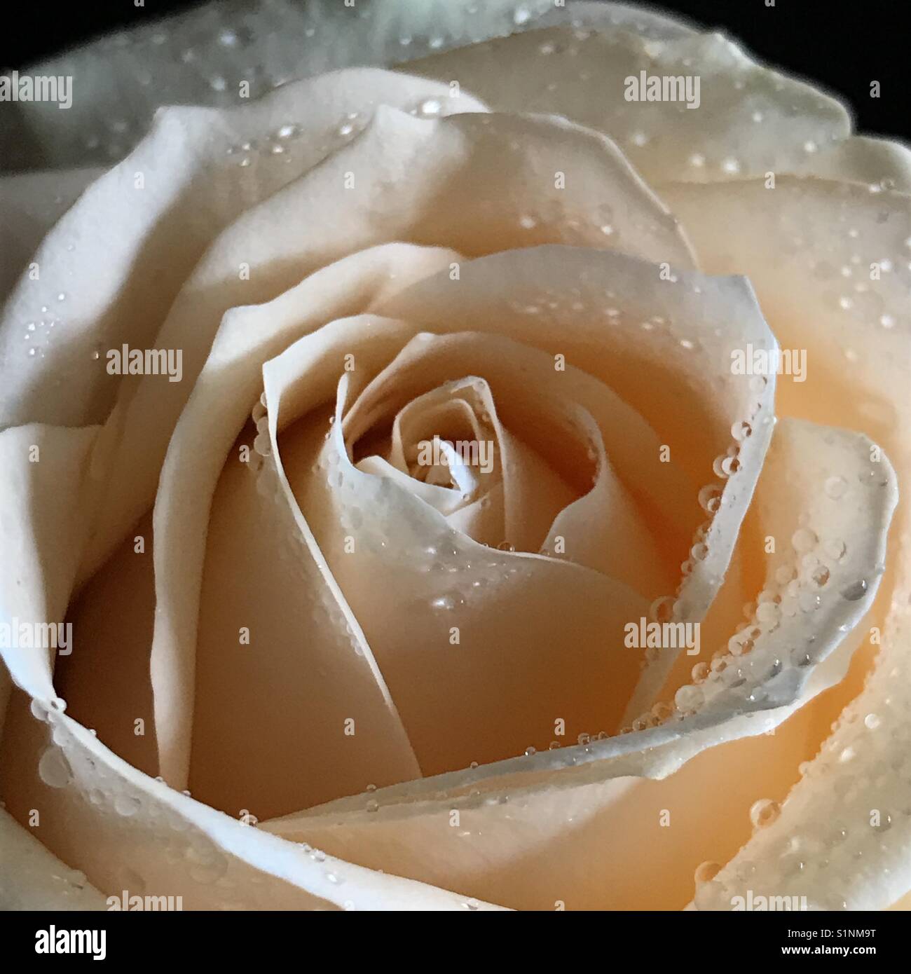 Champagne Rose High Resolution Stock Photography and Images - Alamy