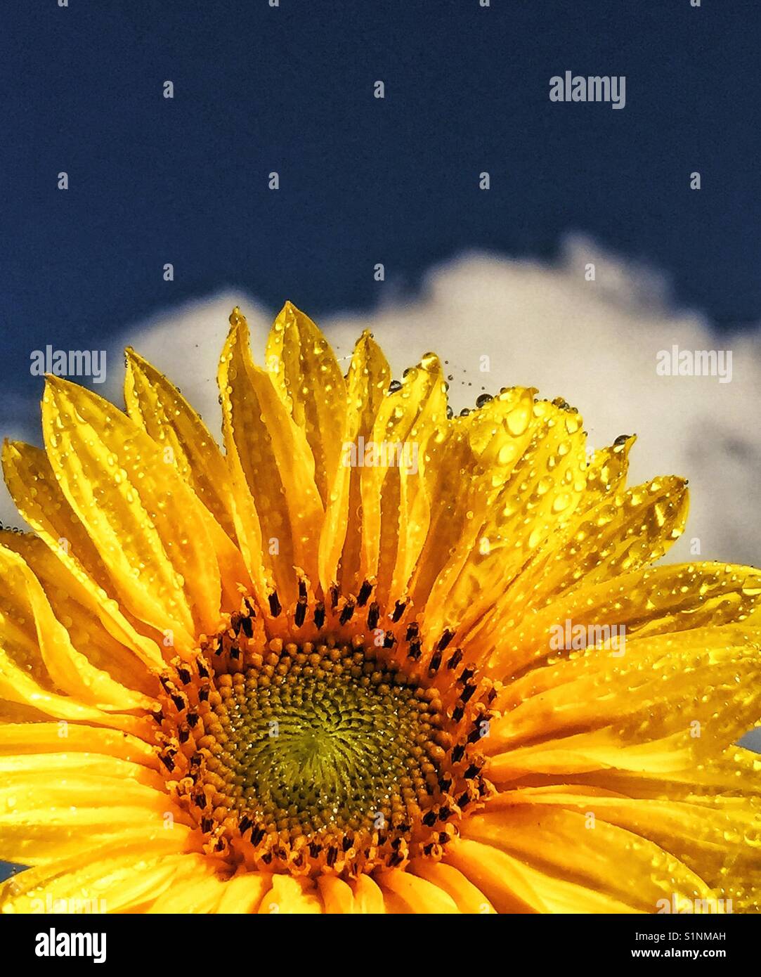 Water on a sunflower Stock Photo - Alamy