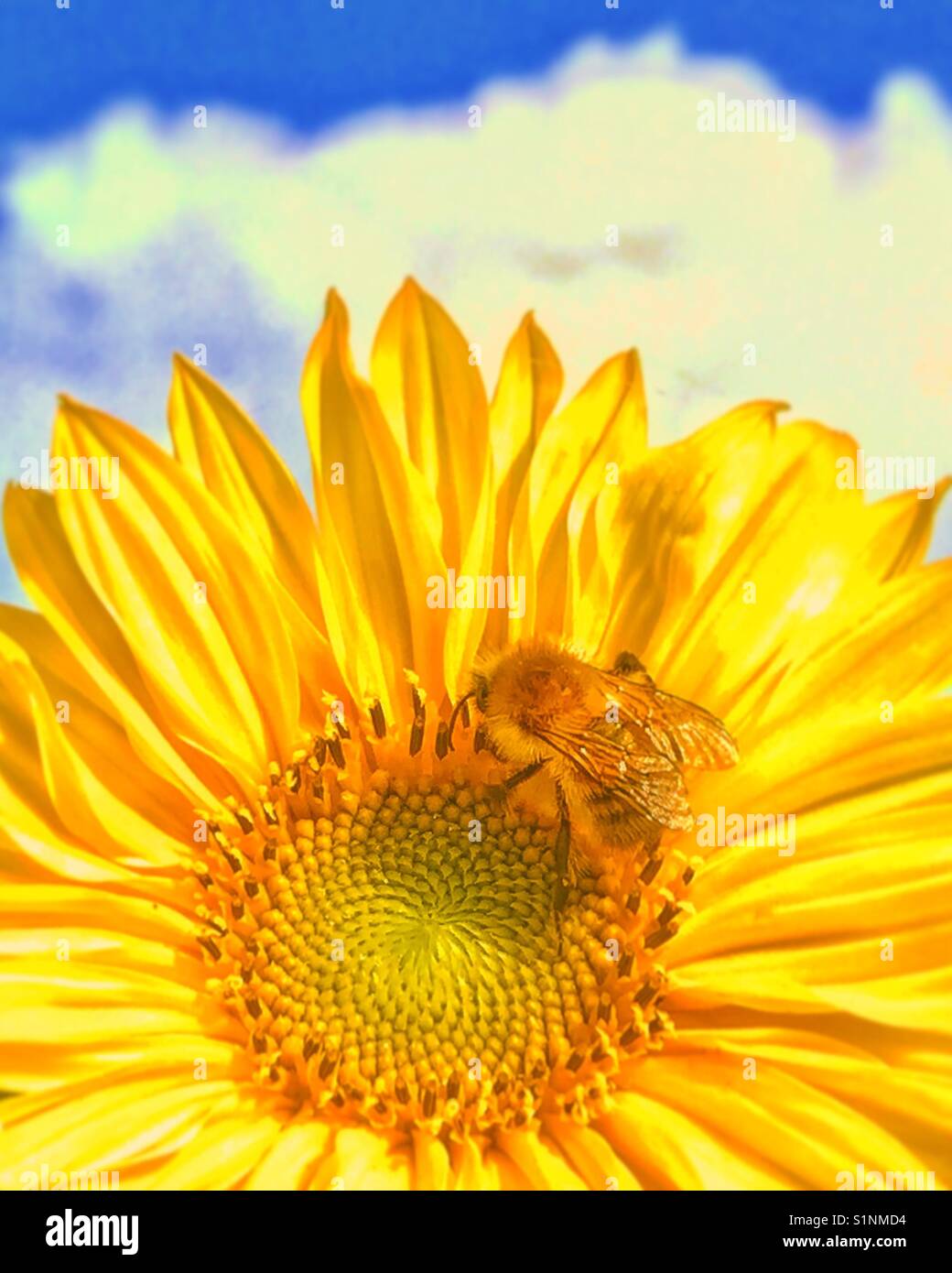 Honey bee on a sunflower Stock Photo - Alamy
