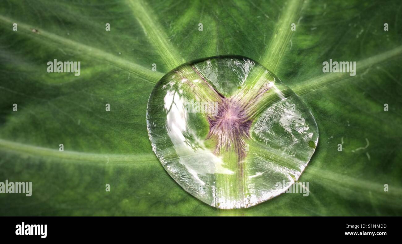 Jelly drops hi-res stock photography and images - Alamy