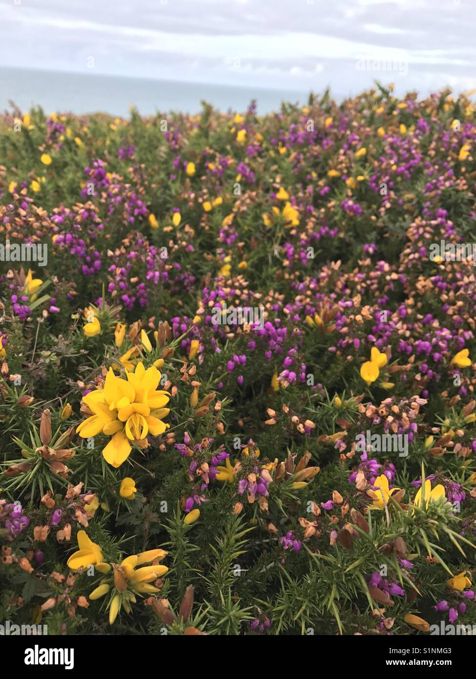 Smaller flower hi-res stock photography and images - Alamy