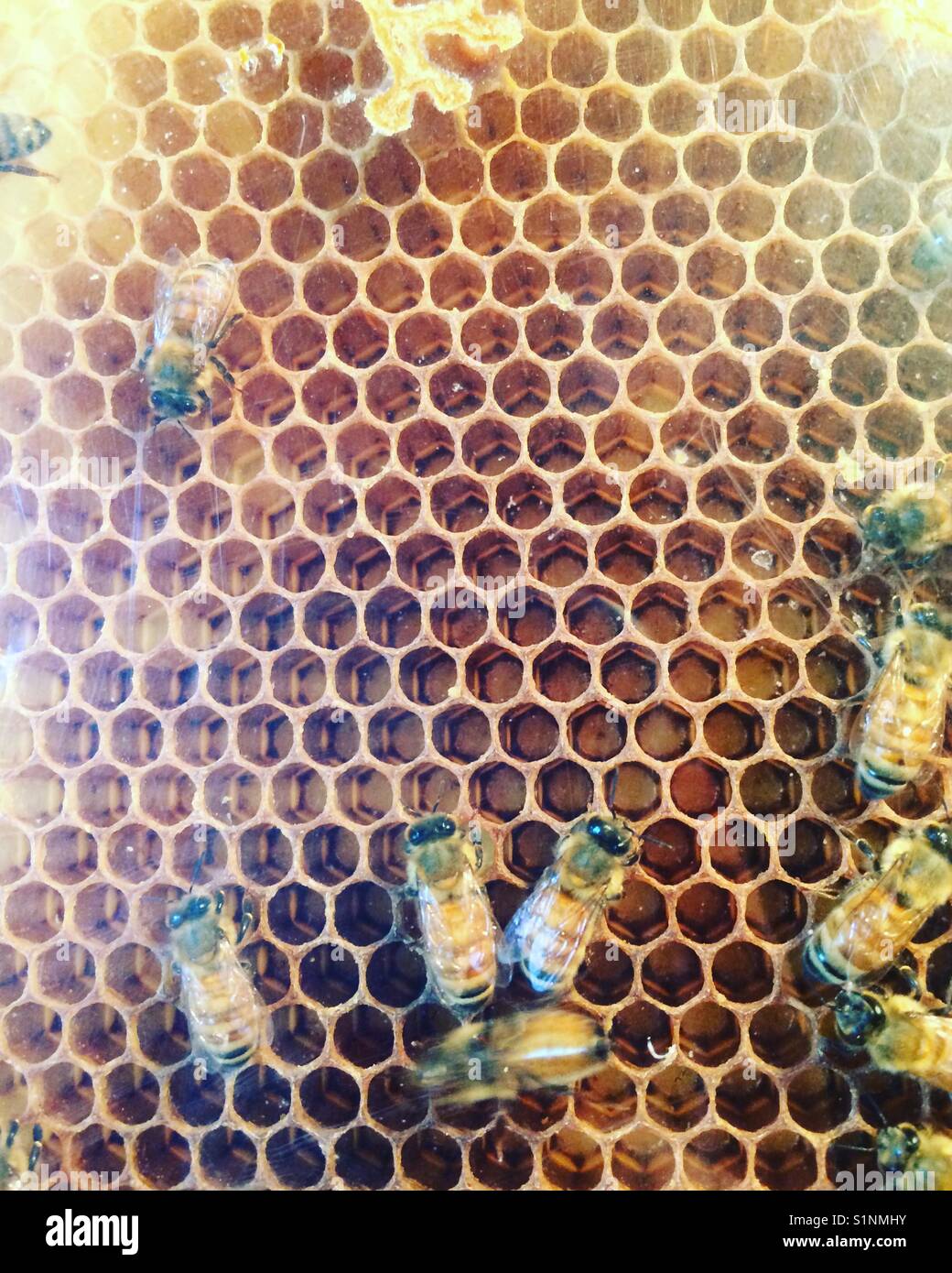 Closeup of bees in beehive Stock Photo - Alamy