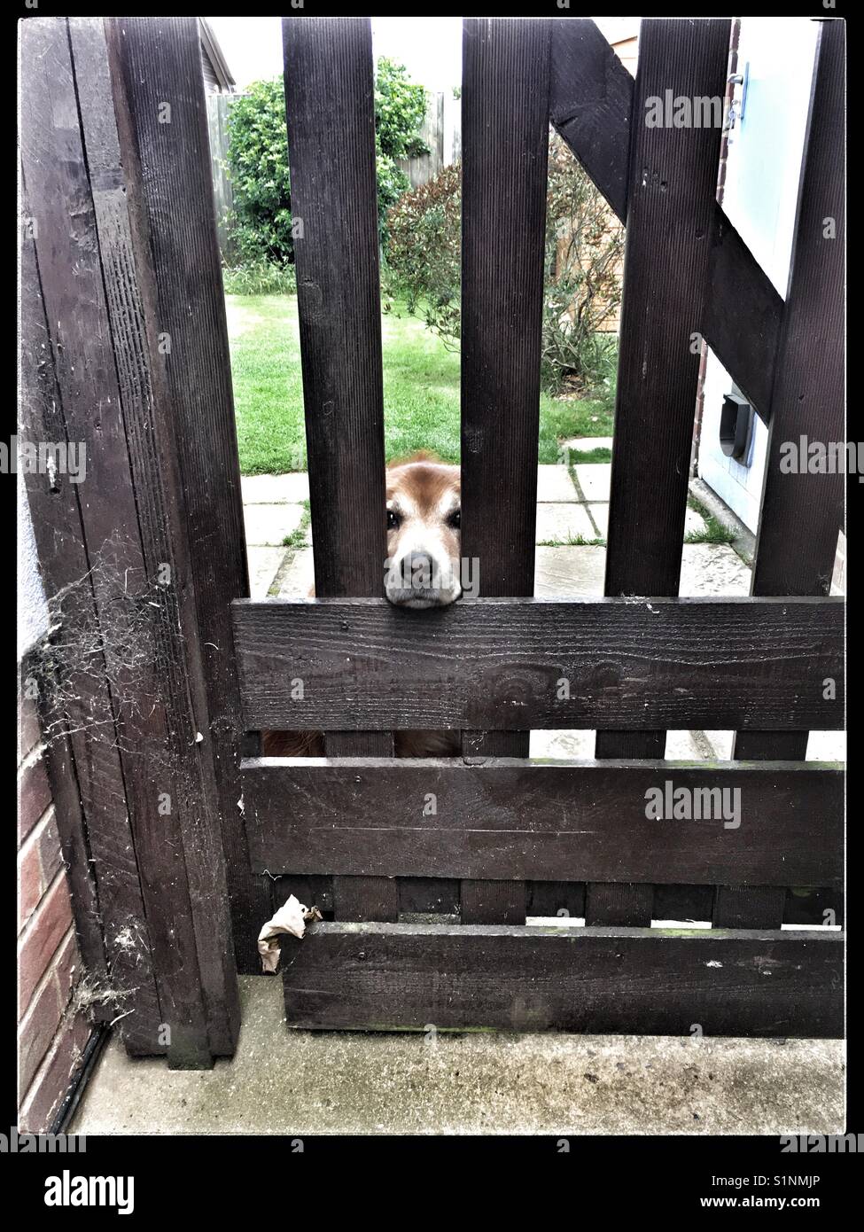 Dog Behind A Gate High Resolution Stock Photography and Images - Alamy