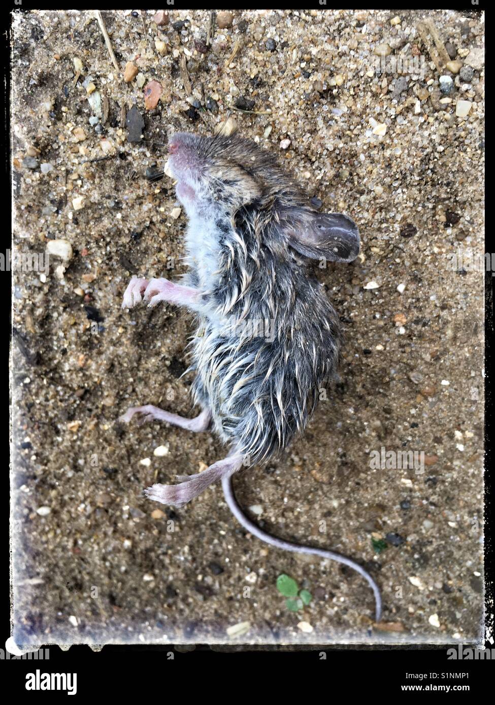 Dead mice hi-res stock photography and images - Alamy