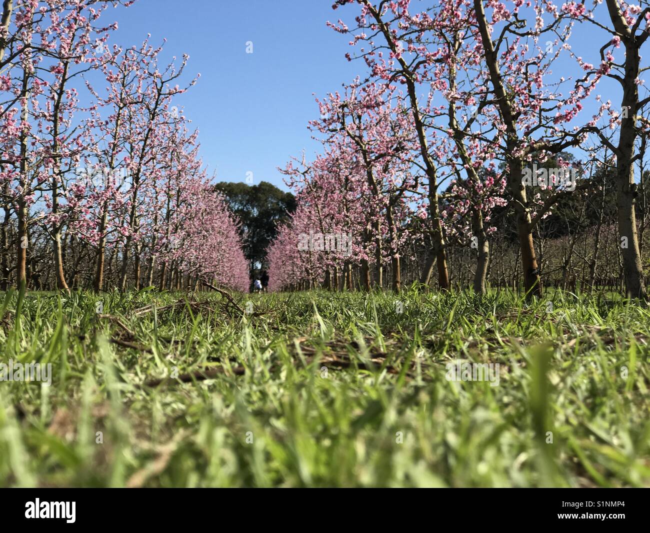 Lost in Nature Stock Photo - Alamy