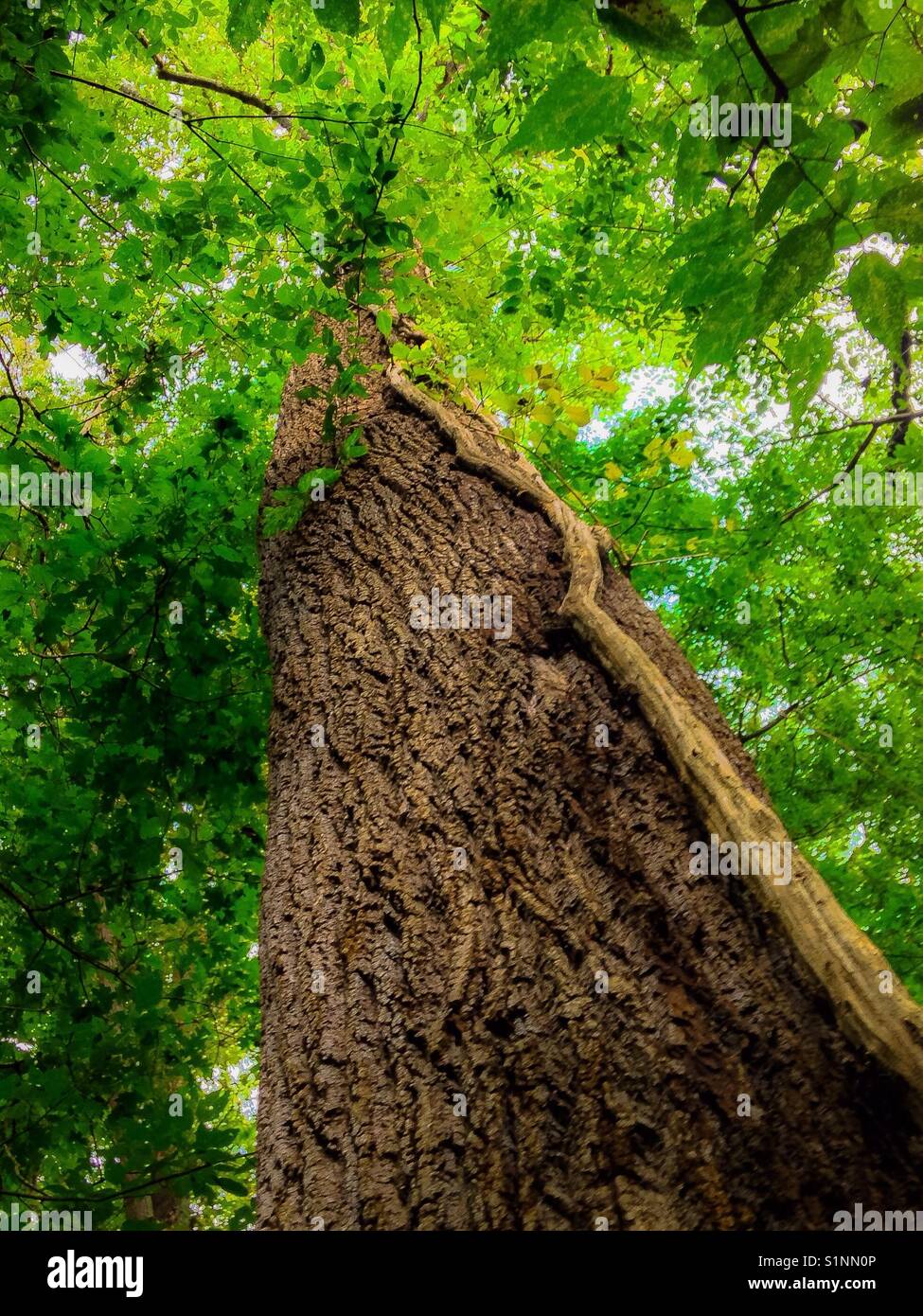 Abundant foliage at the other end of the tree - thick vine growing up ...