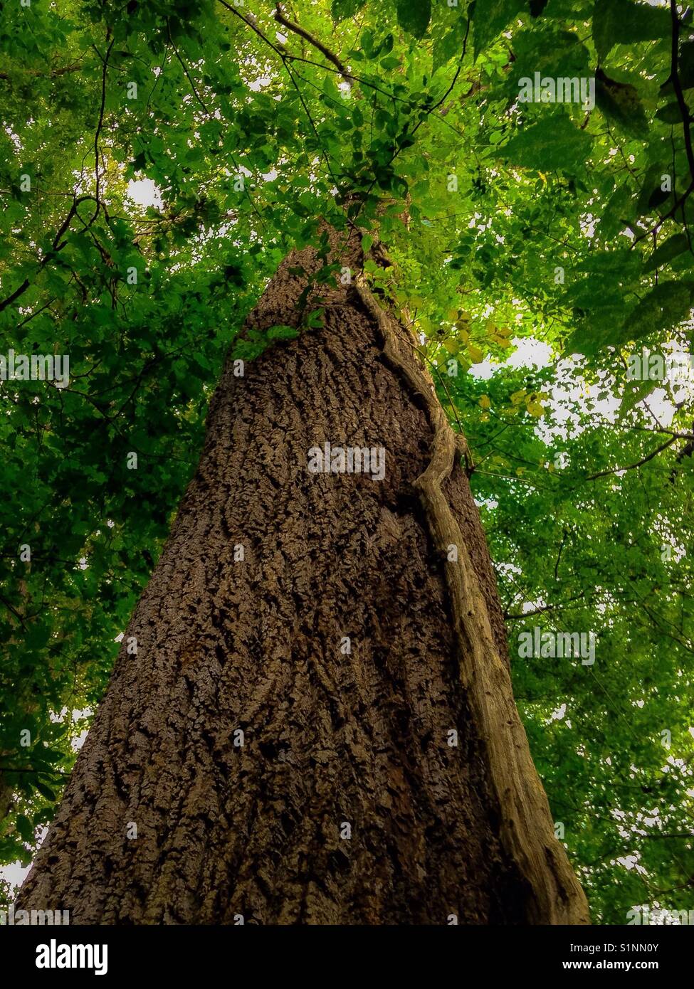 Tree trunk, from bottom pointing up with leafy canopy and vine stem ...