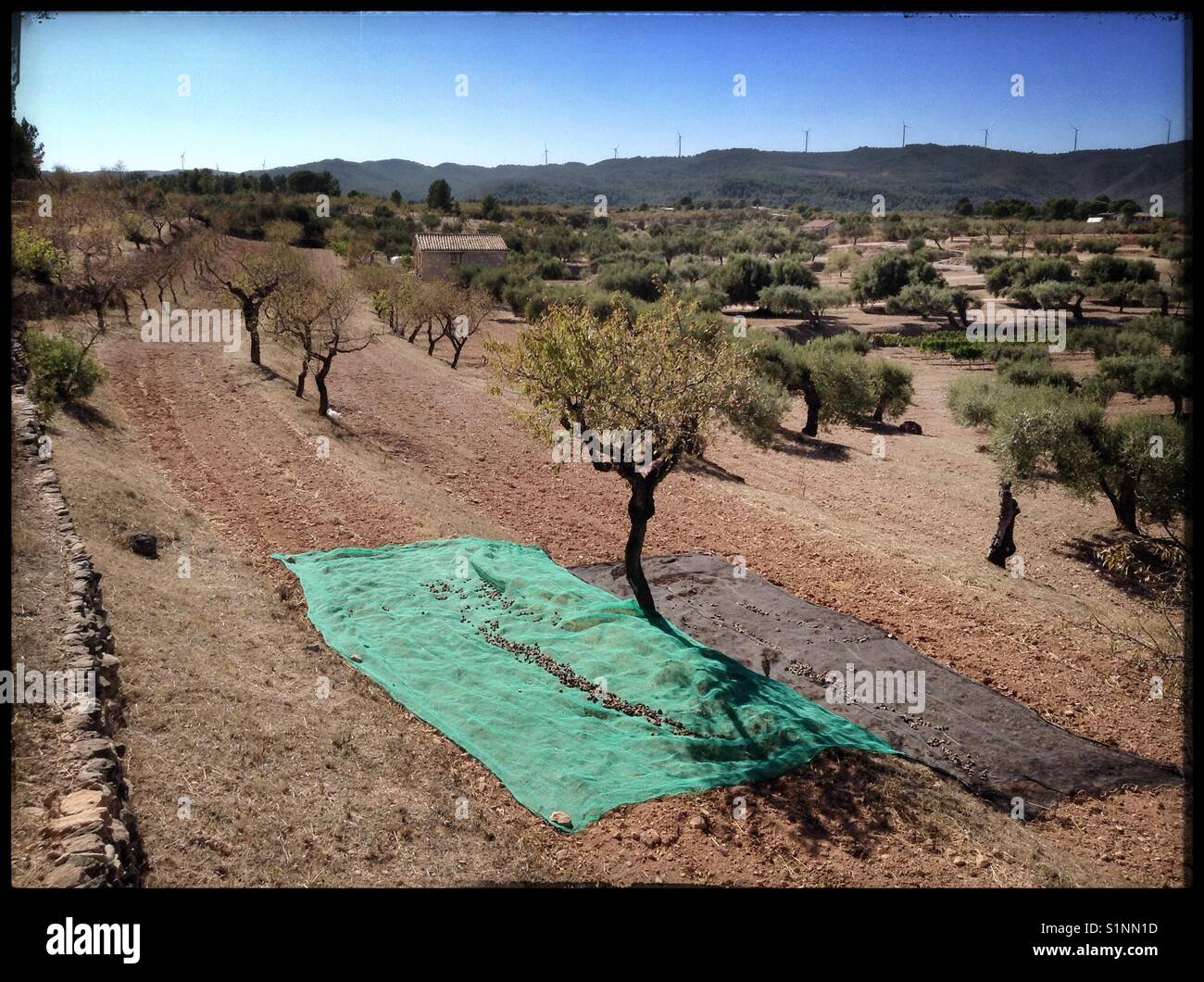 Agriculture almond tree harvesting hi-res stock photography and images ...