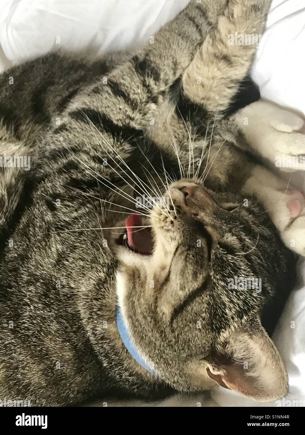 Yawning cat waking up Stock Photo - Alamy