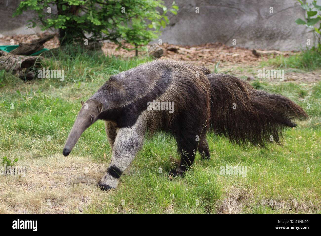 Anteater zoo hi-res stock photography and images - Alamy
