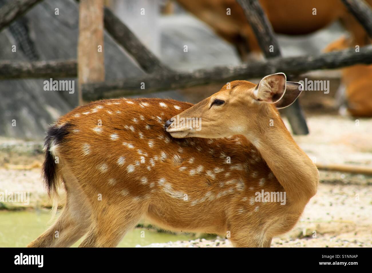 Happy roe deer hi-res stock photography and images - Alamy