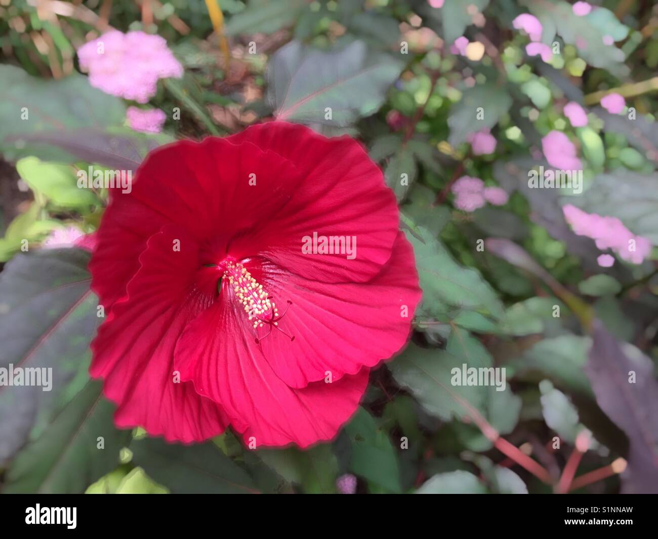 Red hibiscus in a garden Stock Photo - Alamy