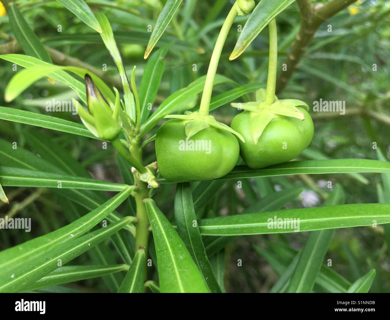 Oleander Green, T Beth Kinsey Hawaiian green Plants and Tropical Green ...
