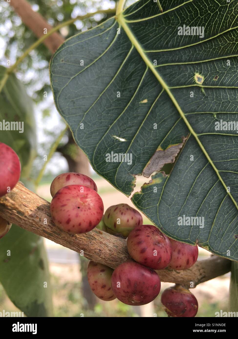 Ficus Religiosa Fruit