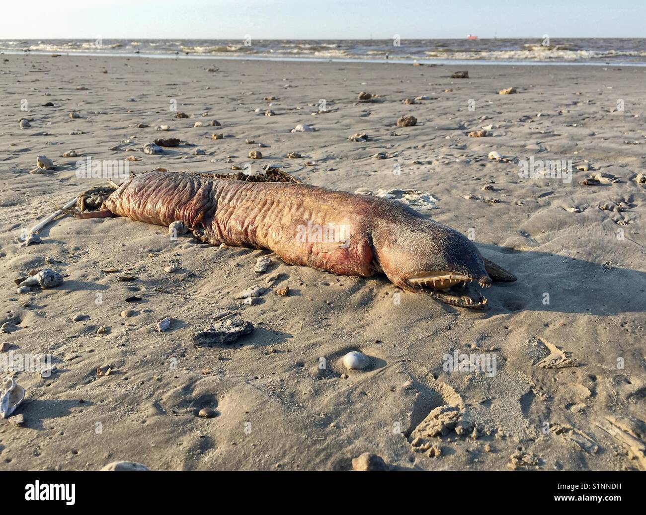 Unknown Sea Creatures Washed Up