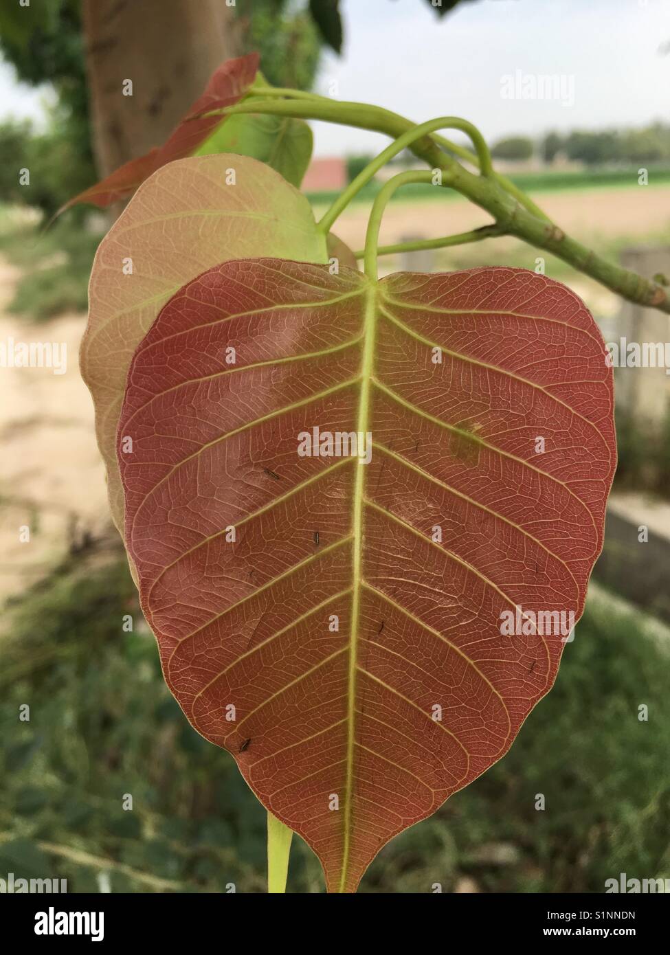 Ficus Religiosa Leaf