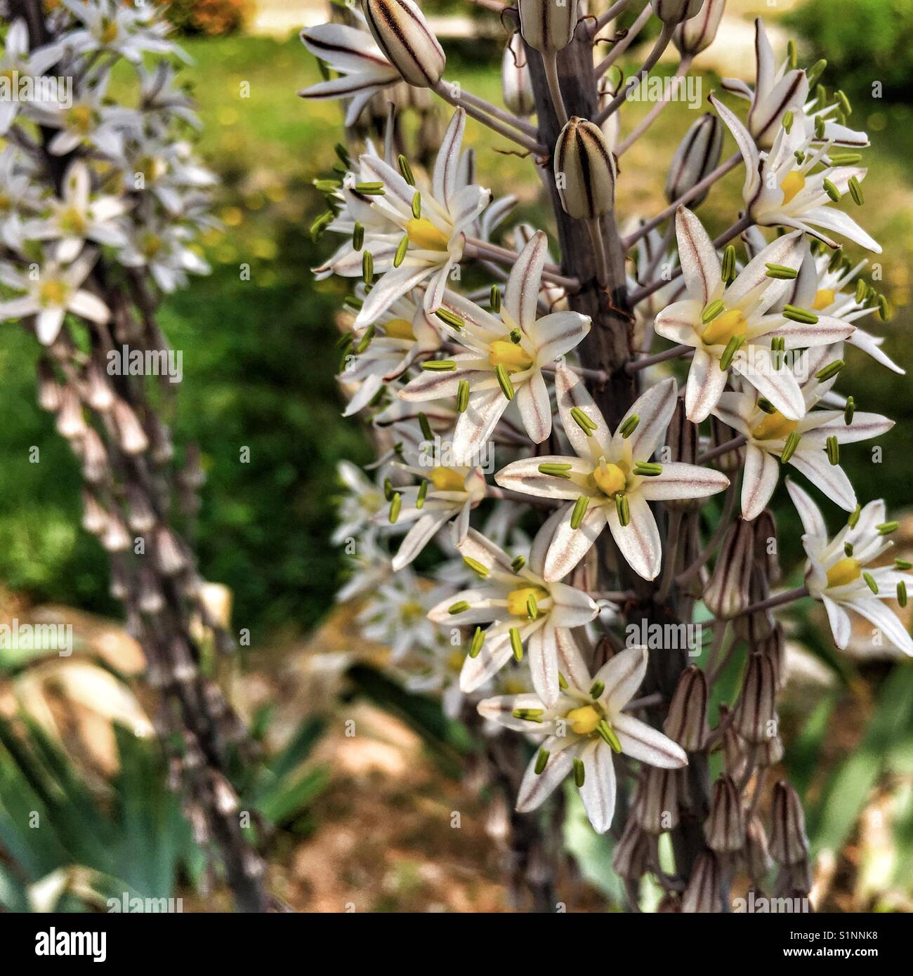 Giant White Squill, growing wild in a Mediterranean garden Stock Photo ...