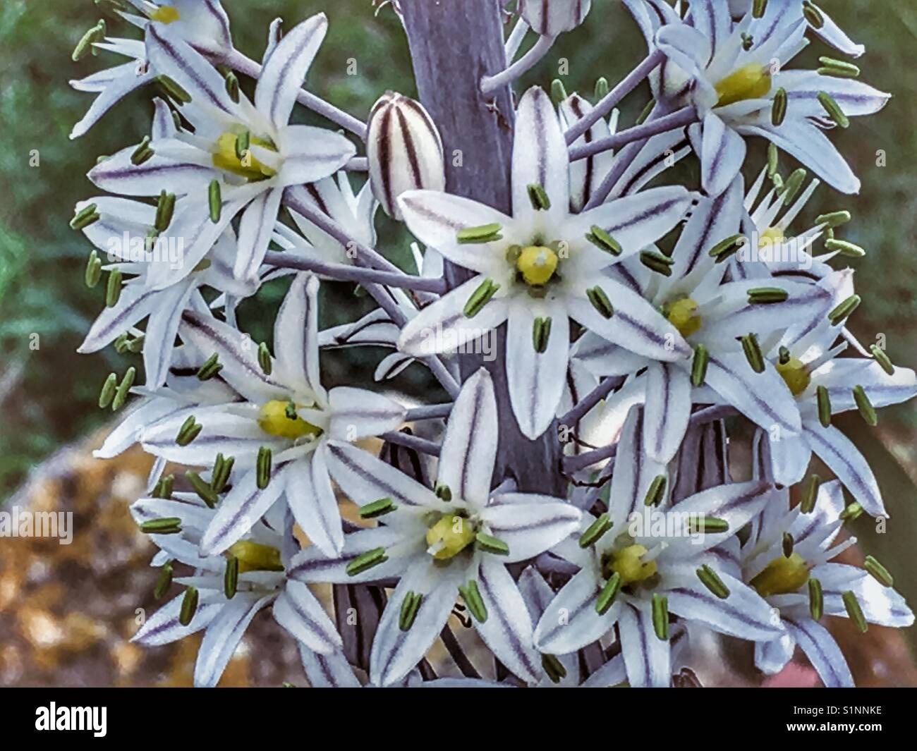 Giant White Squill, growing wild in a Mediterranean garden Stock Photo ...