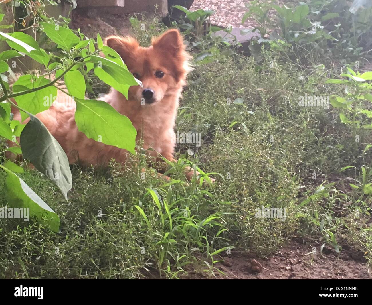 Yoshi dog hi-res stock photography and images - Alamy