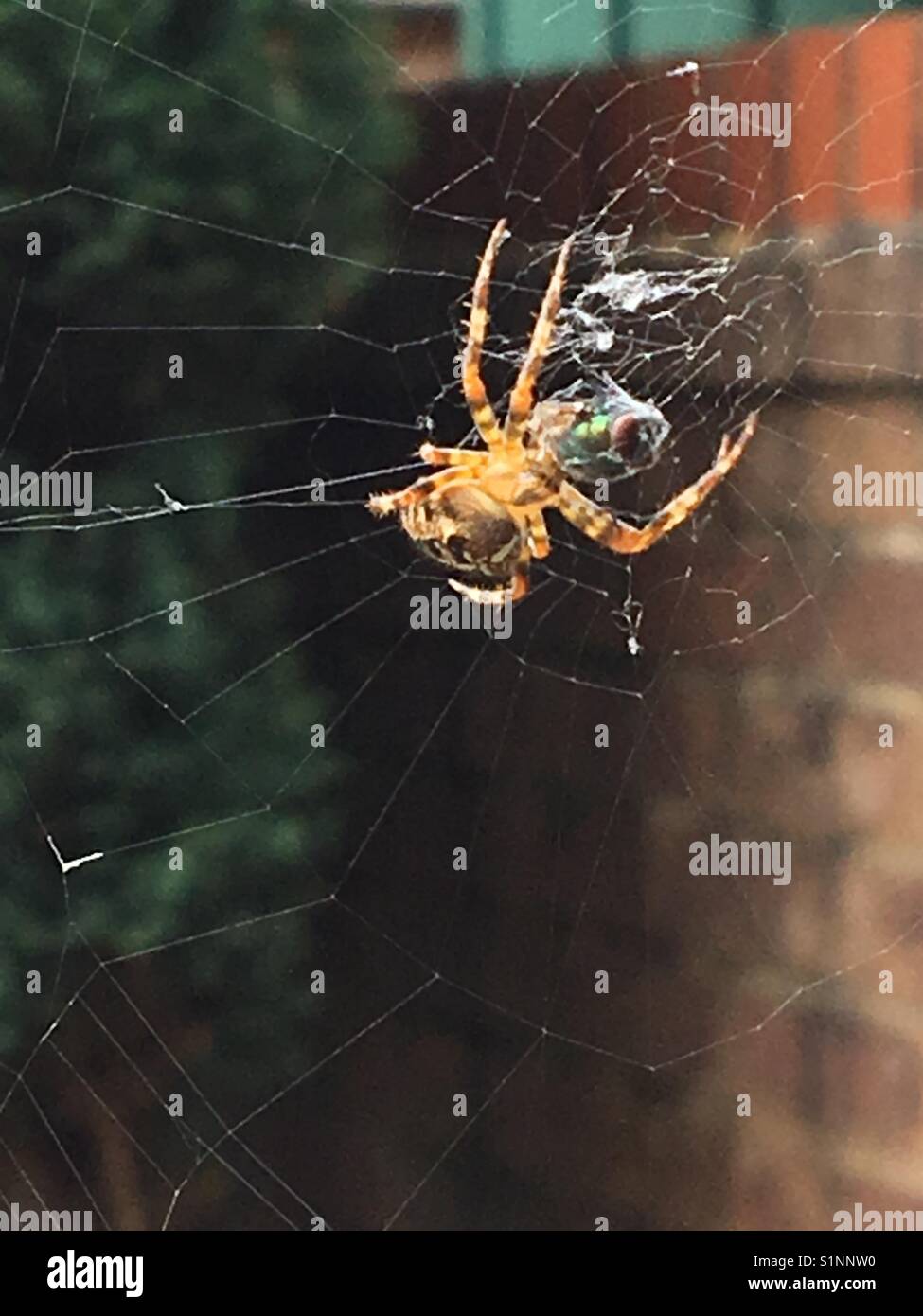 Spider tracking it's prey ! Stock Photo - Alamy