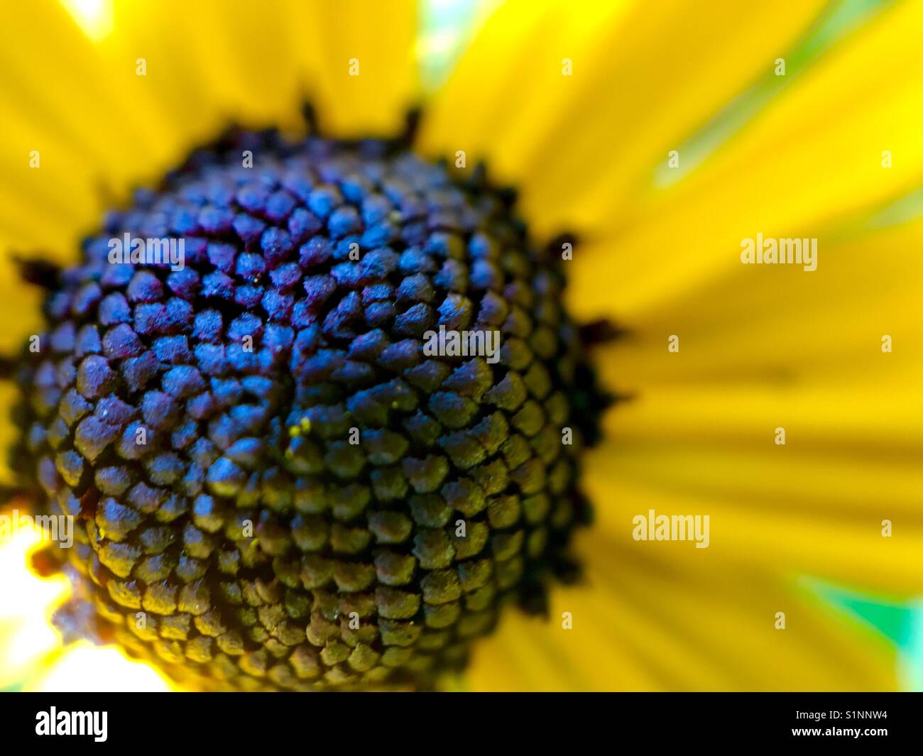 Daisy side up Stock Photo - Alamy