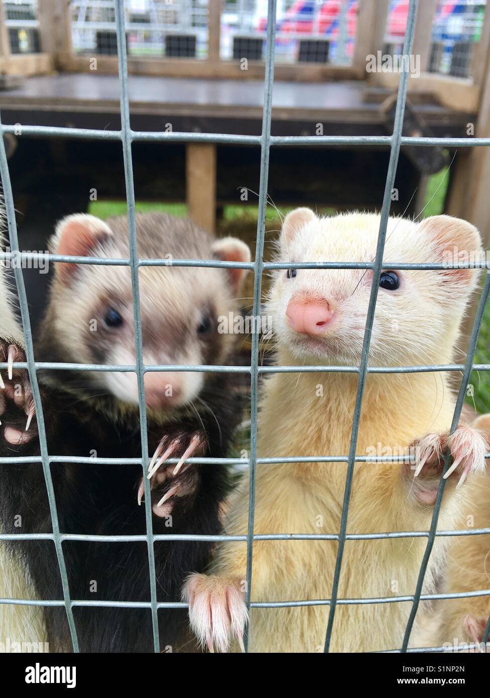 Ferrets High Resolution Stock Photography and Images - Alamy