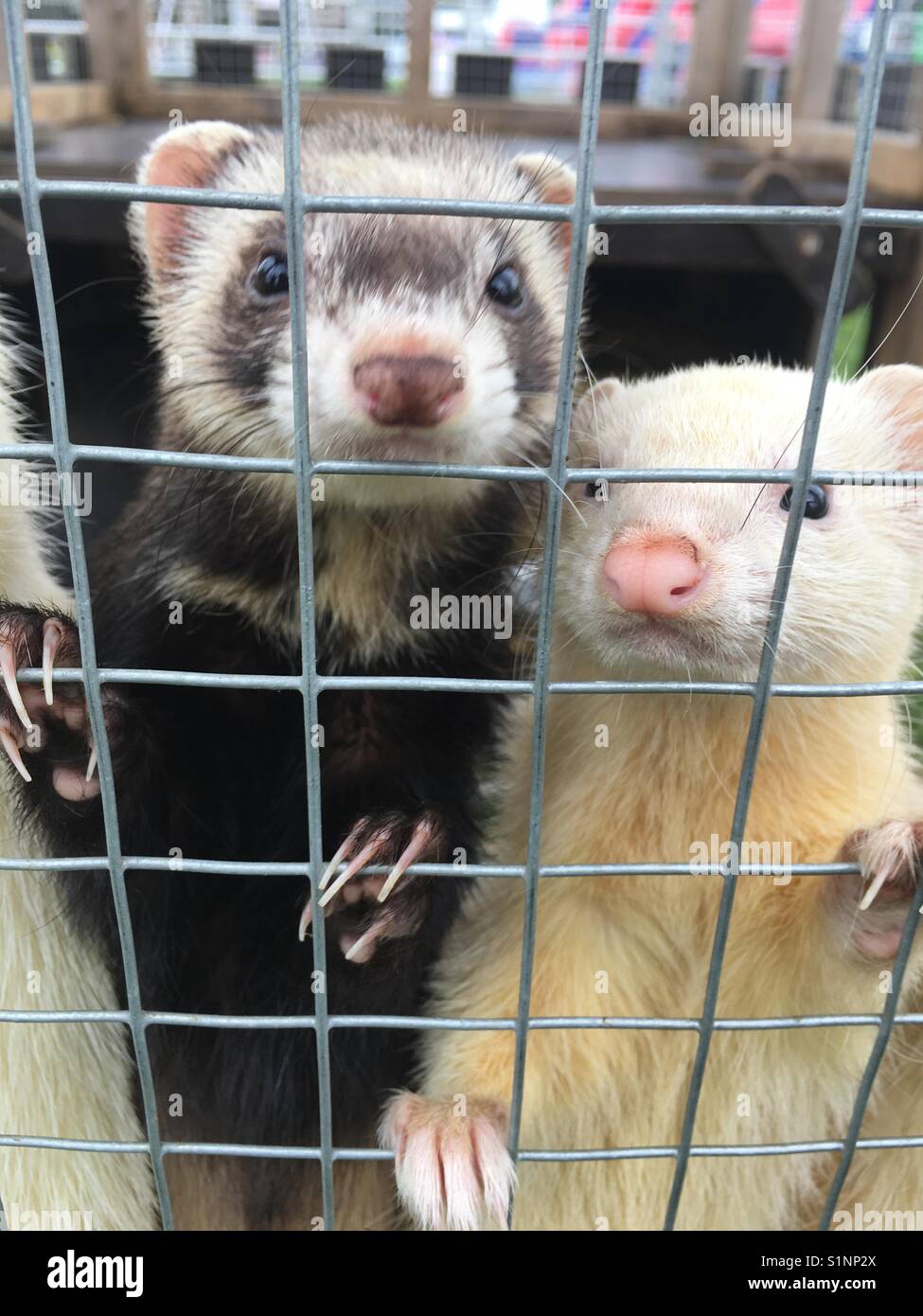 Two cute ferrets Stock Photo - Alamy