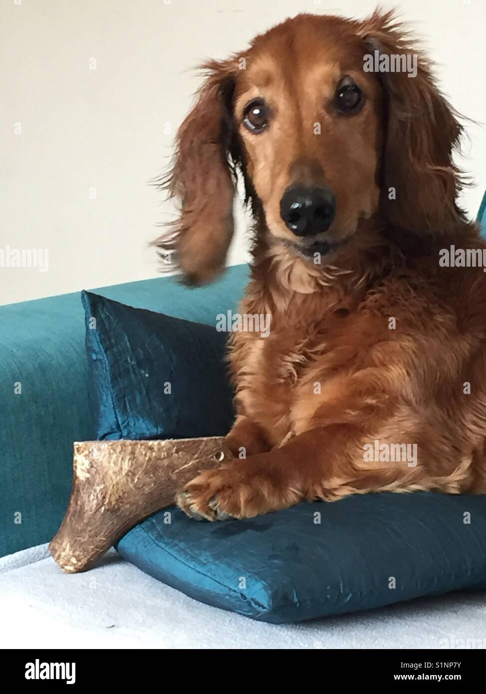 Startled hi-res stock photography and images - Alamy