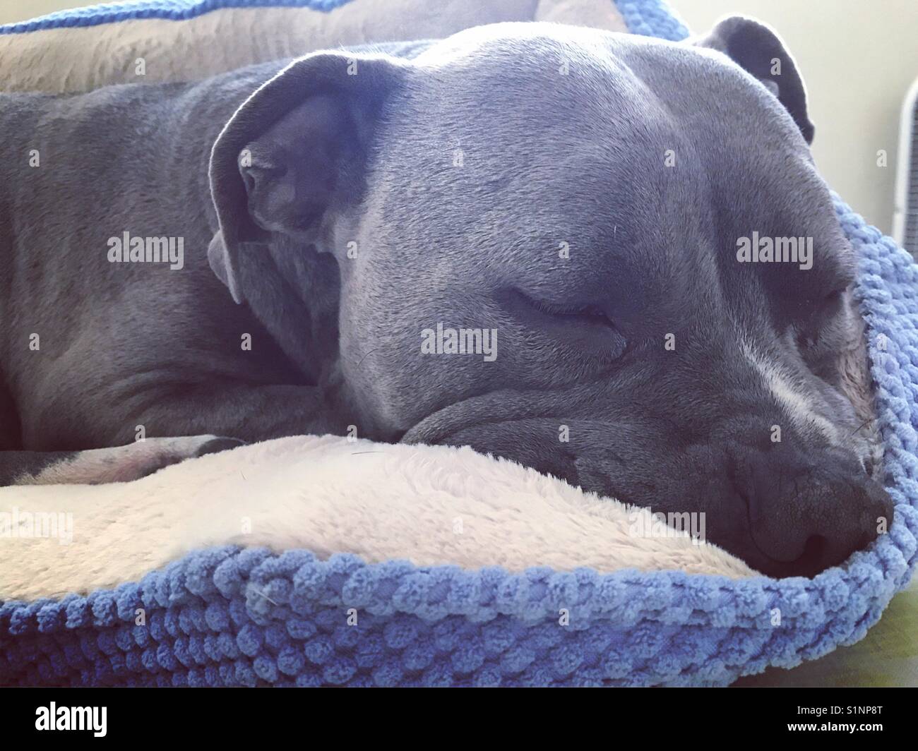 Bluenose hi-res stock photography and images - Alamy