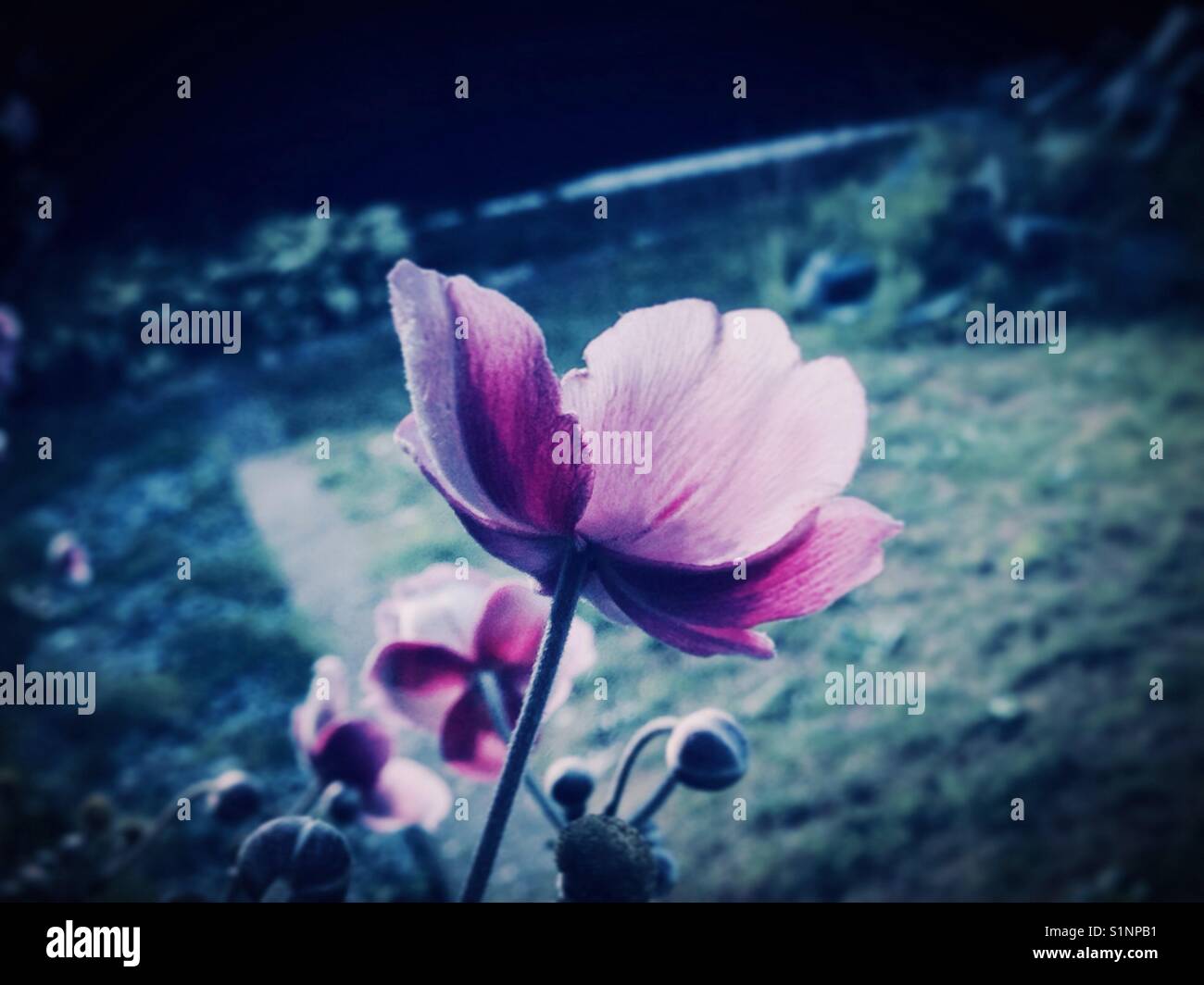 Petal missing hi-res stock photography and images - Alamy