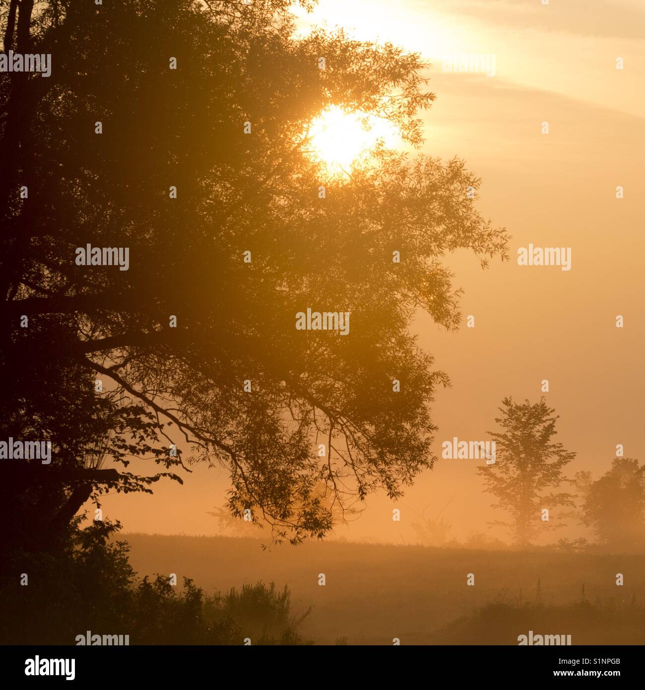 Sunrise through the trees hi-res stock photography and images - Alamy