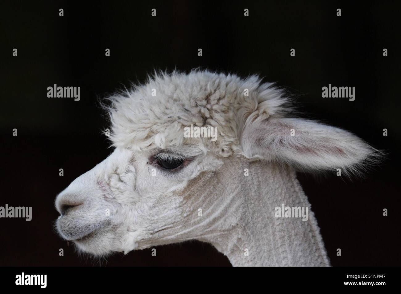 White Llama Stock Photos & White Llama Stock Images - Alamy
