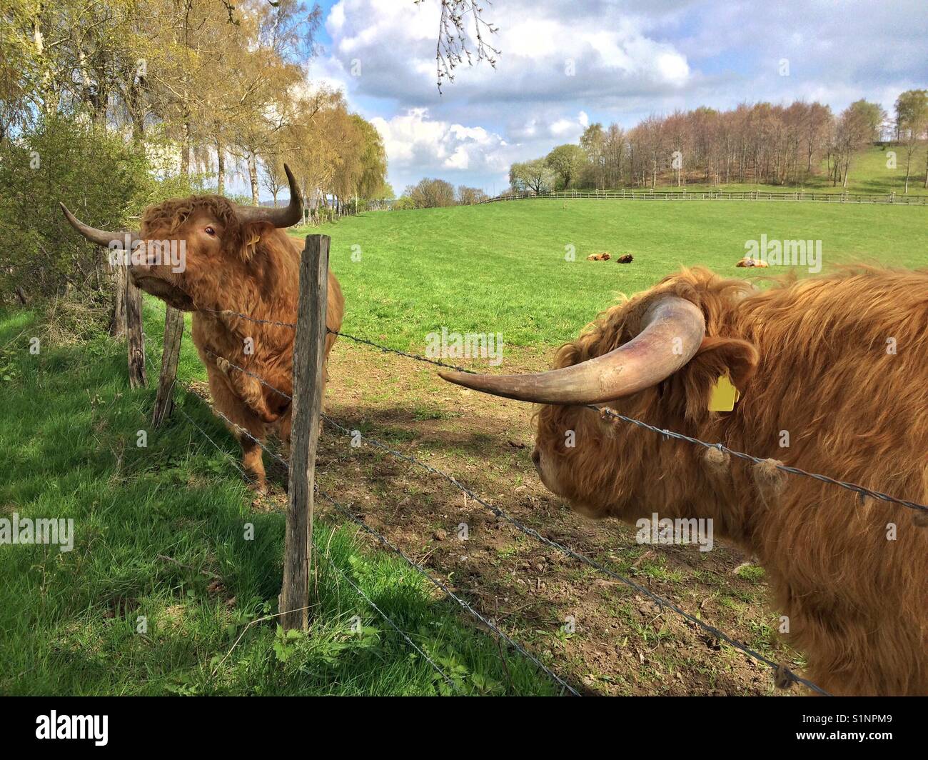 Two highland longhorns hi-res stock photography and images - Alamy