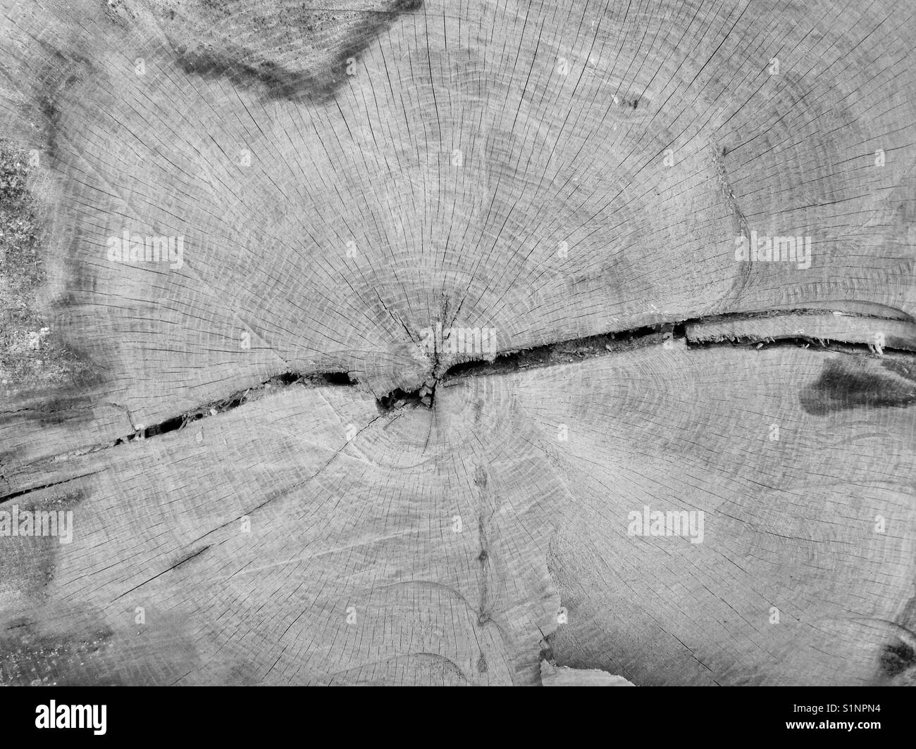 Mono tree hi-res stock photography and images - Alamy