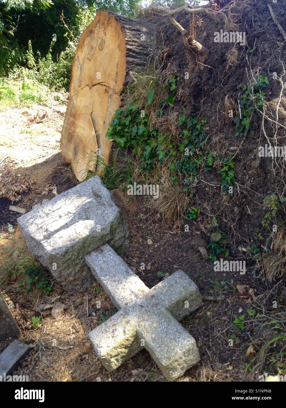 Gravestone knocked over by fallen tree Stock Photo - Alamy