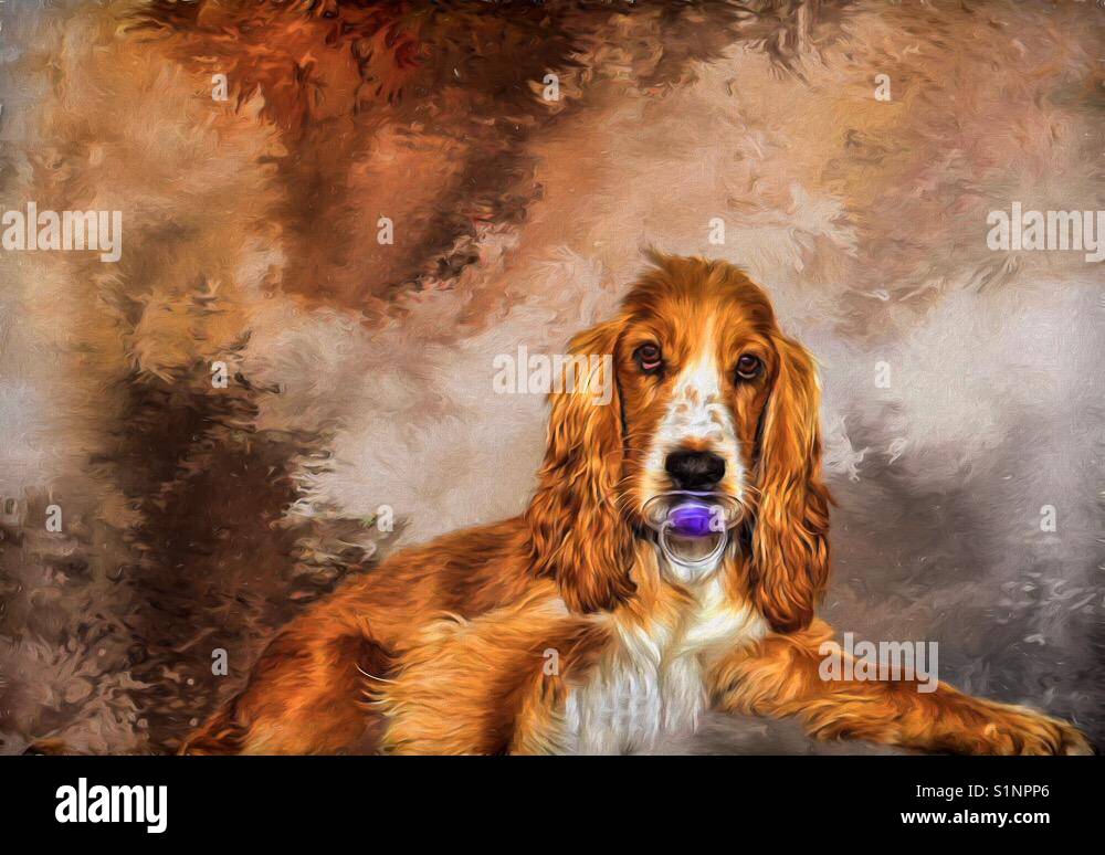 Dog with dummy Stock Photo - Alamy