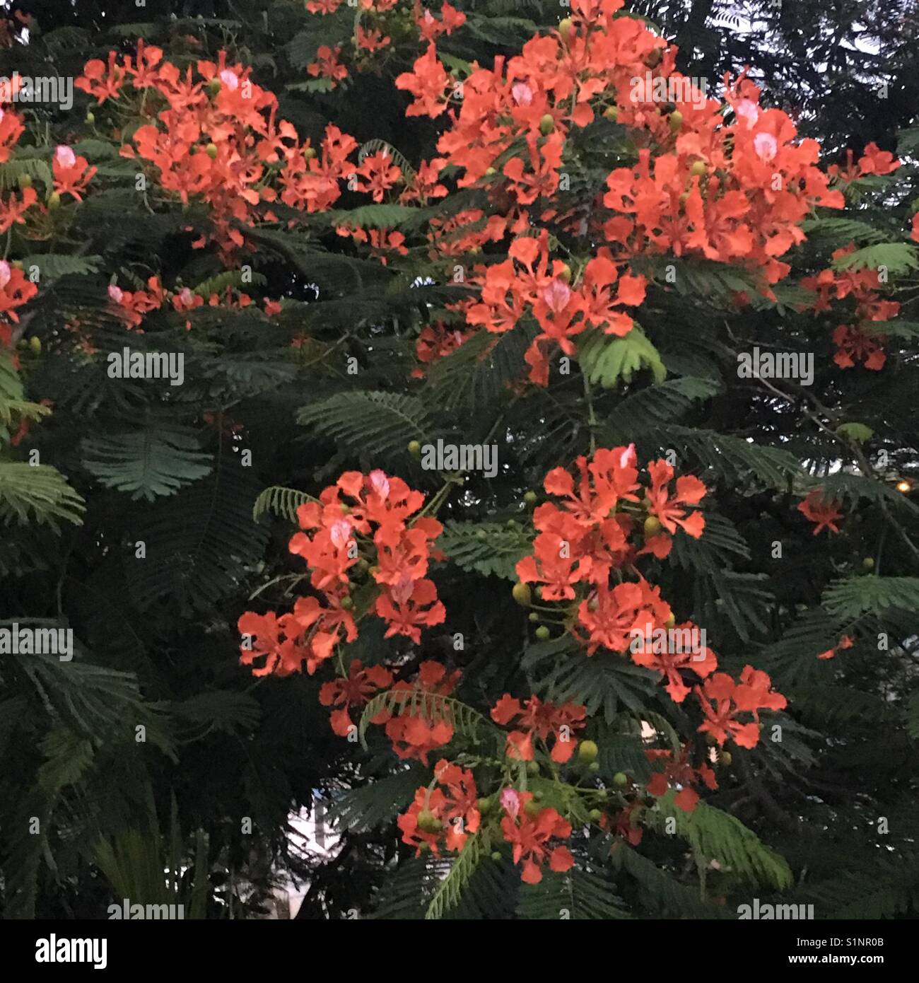 Red Palms Stock Photos & Red Palms Stock Images - Alamy