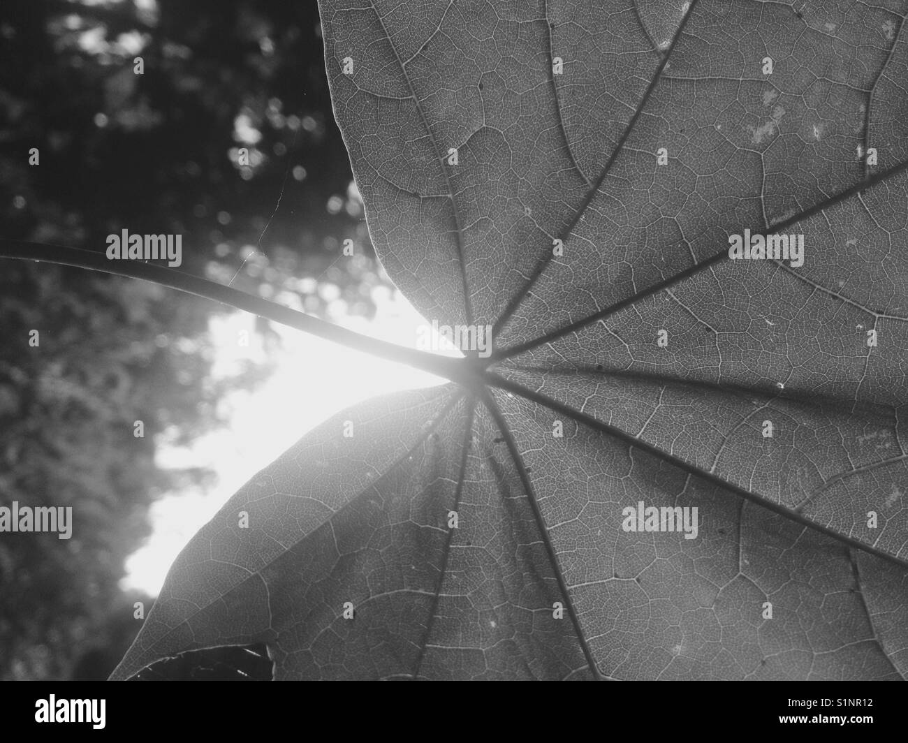 Leaf veins detail hi-res stock photography and images - Alamy