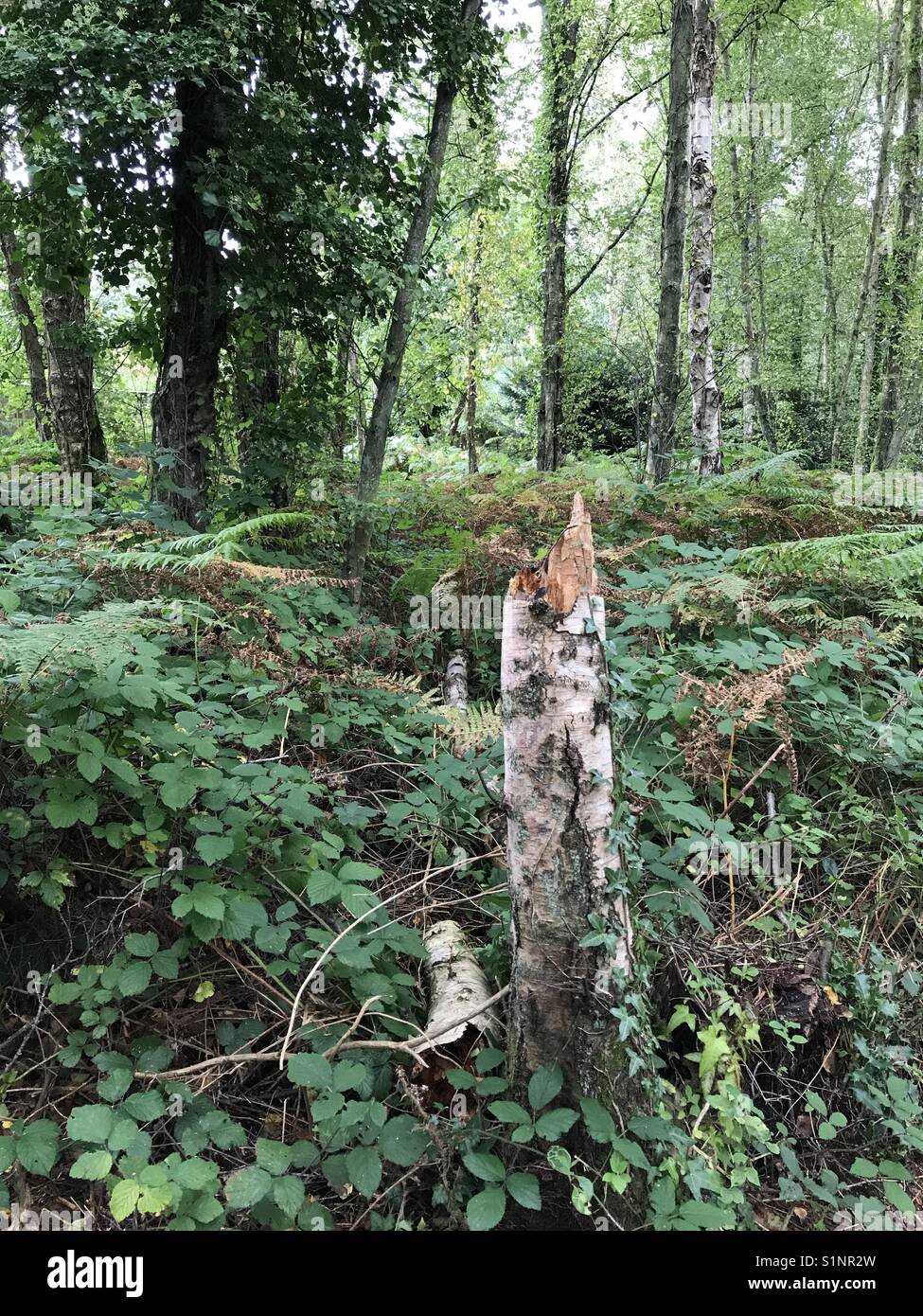 Decay tree hi-res stock photography and images - Alamy