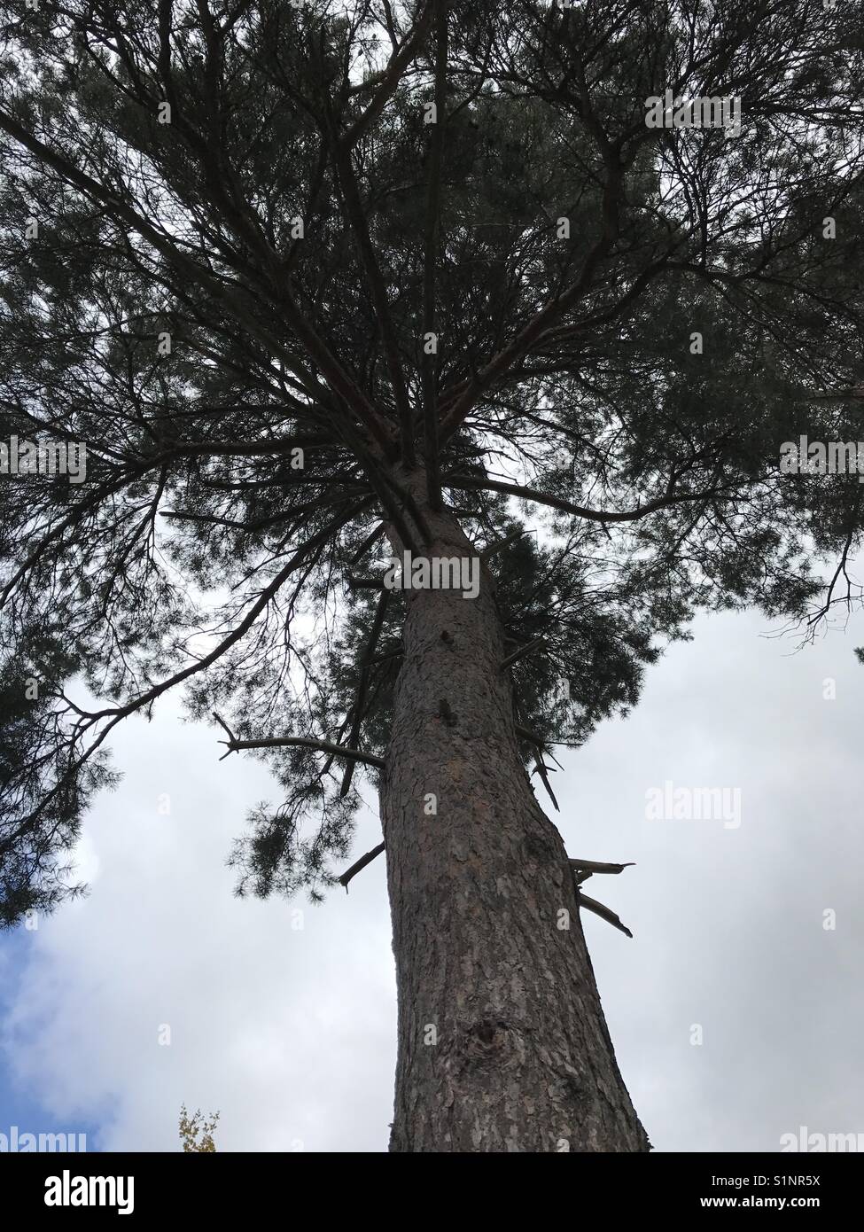 Looking up through tree hi-res stock photography and images - Alamy