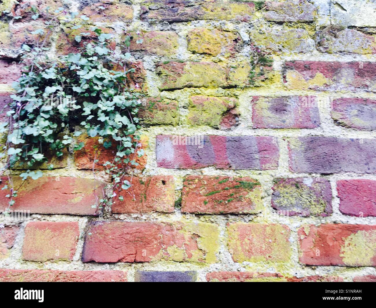 Colourful brick wall with leafy green plant Stock Photo - Alamy