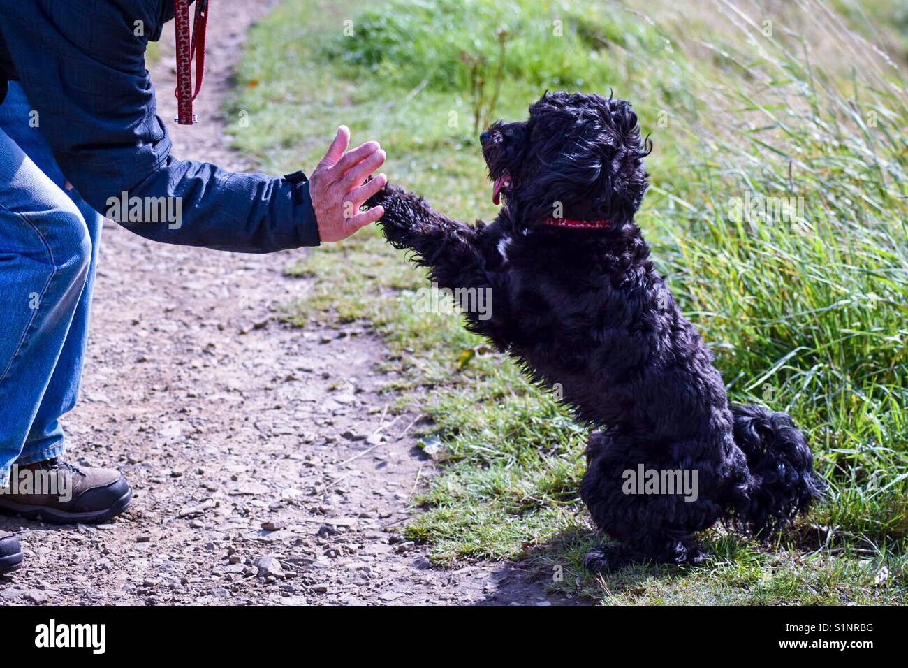 Dog High Five Stock Photos & Dog High Five Stock Images - Alamy