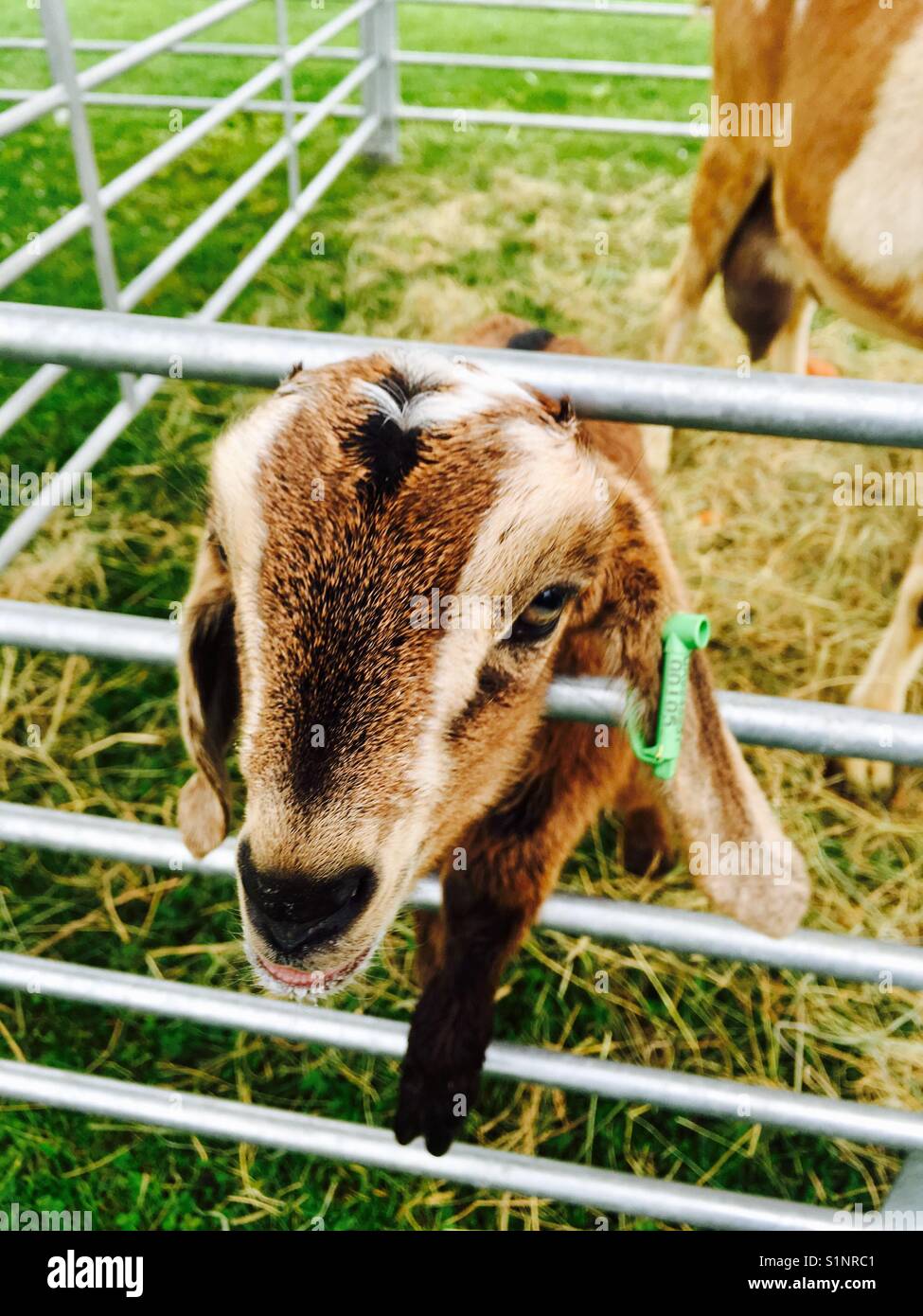 Baby goat kid hi-res stock photography and images - Alamy