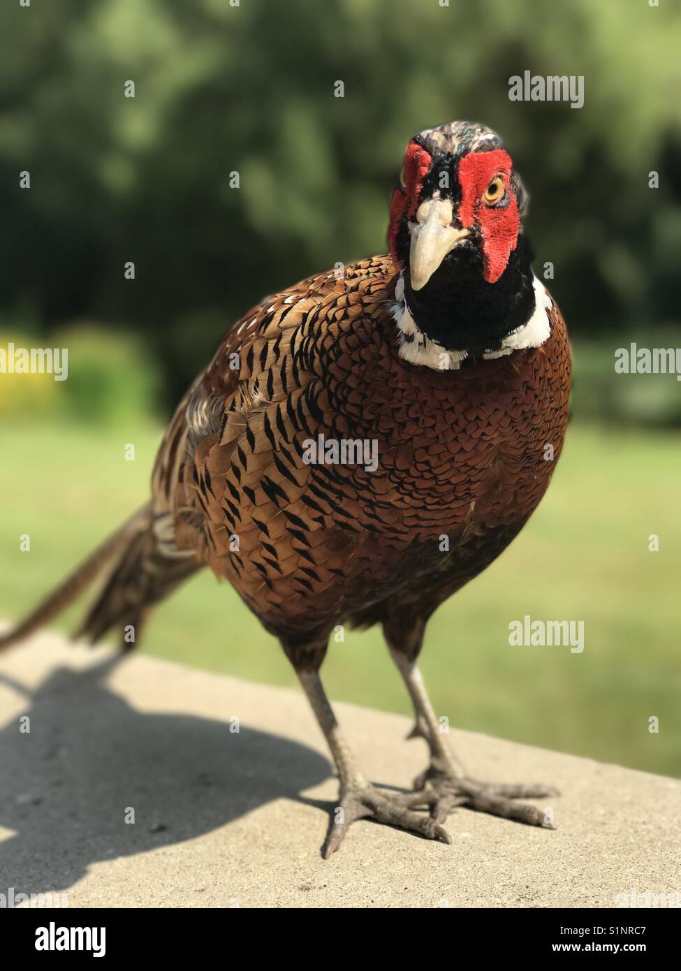 Pheasant grouse hi-res stock photography and images - Alamy