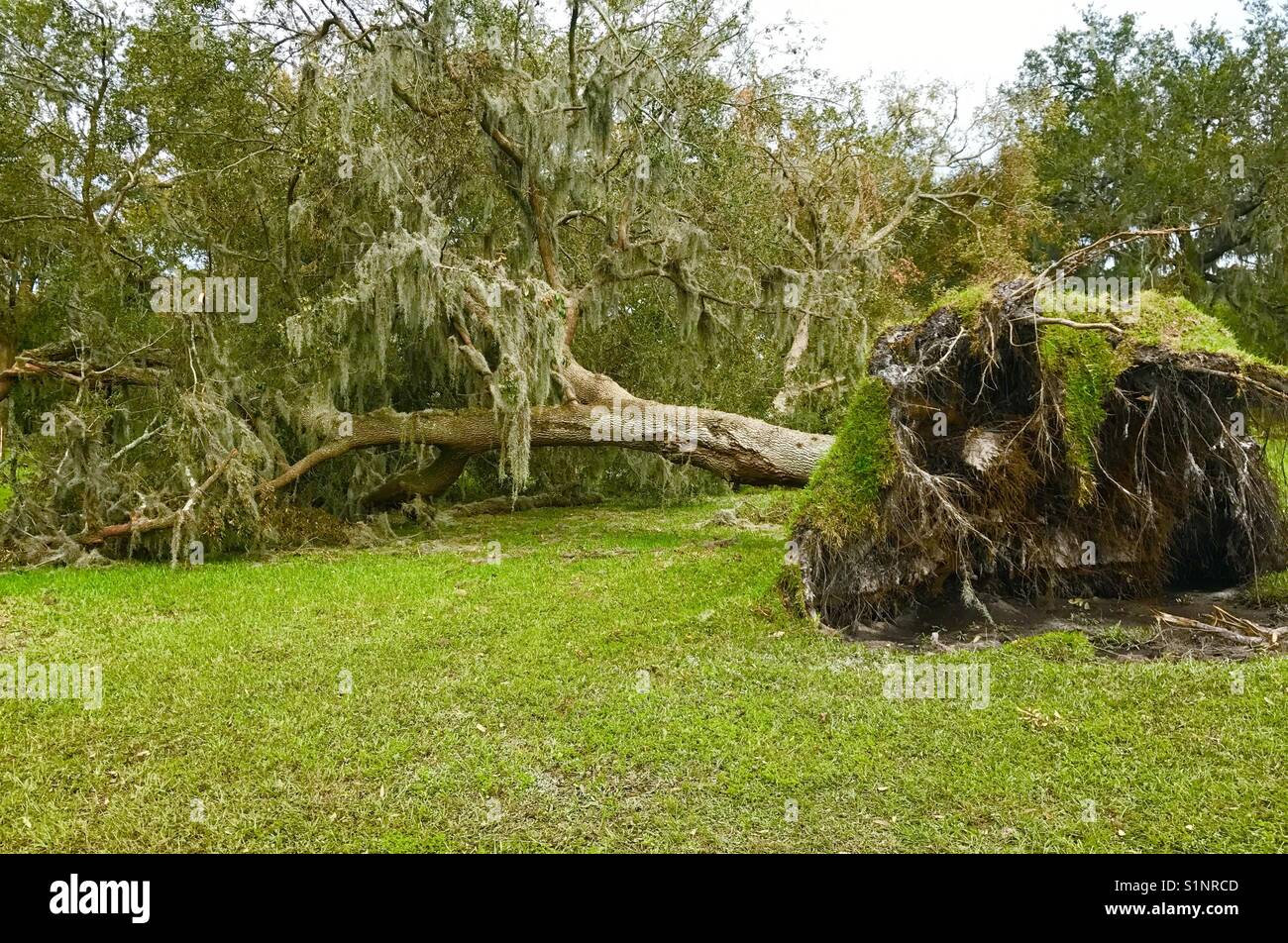 Downed tree hi-res stock photography and images - Alamy